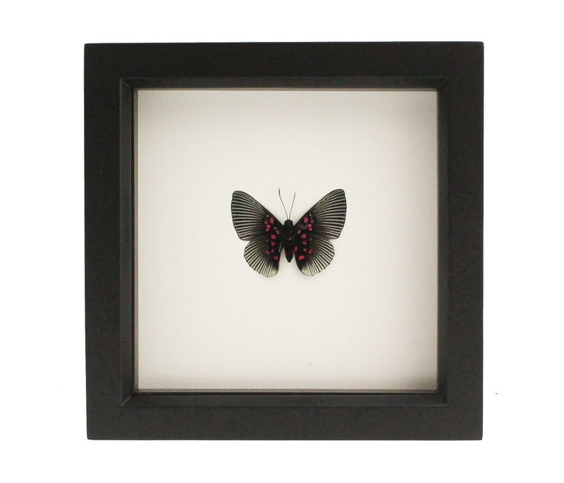 Butterfly Taxidermy Polkadot Apollo Metalmark - Etsy