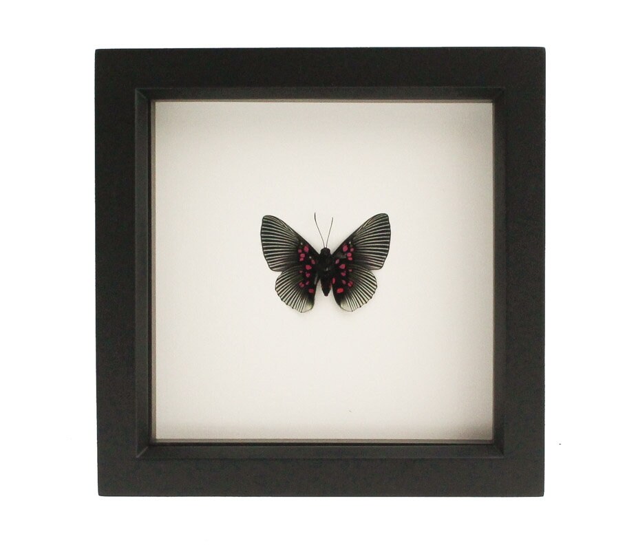 Butterfly Taxidermy Polkadot Apollo Metalmark | Etsy