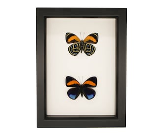 Real 88 Excelsior Butterfly Framed Taxidermy Callicore Pastazza - Etsy