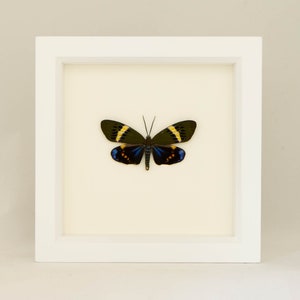 Framed Moth Display Museum Quality Insect Art - Etsy