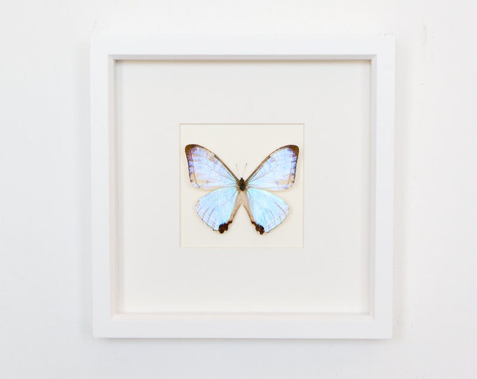 Real Framed Butterfly Pearl Morpho Morpho Sulkowski - Etsy