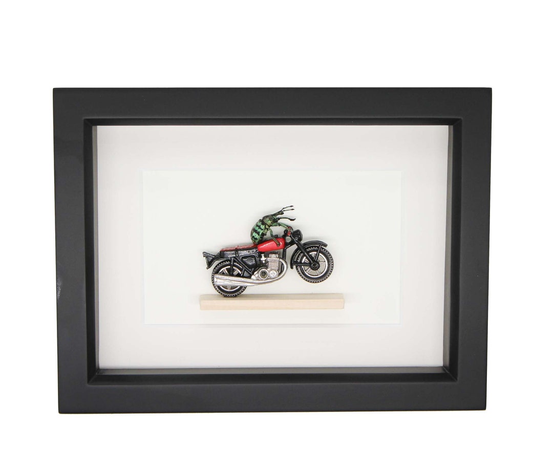 Framed Insect Art Weevil Knievel Riding Motorcycle Wheelie Taxidermy ...