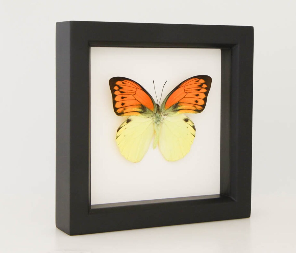Insect Frame Brimstone Butterfly Display 6x6 - Etsy