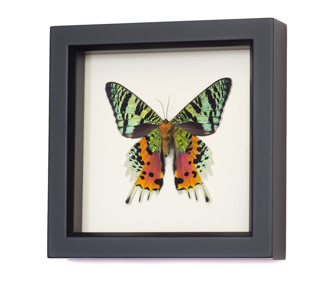 Sunset Moth Real Framed Moth Taxidermy - Etsy