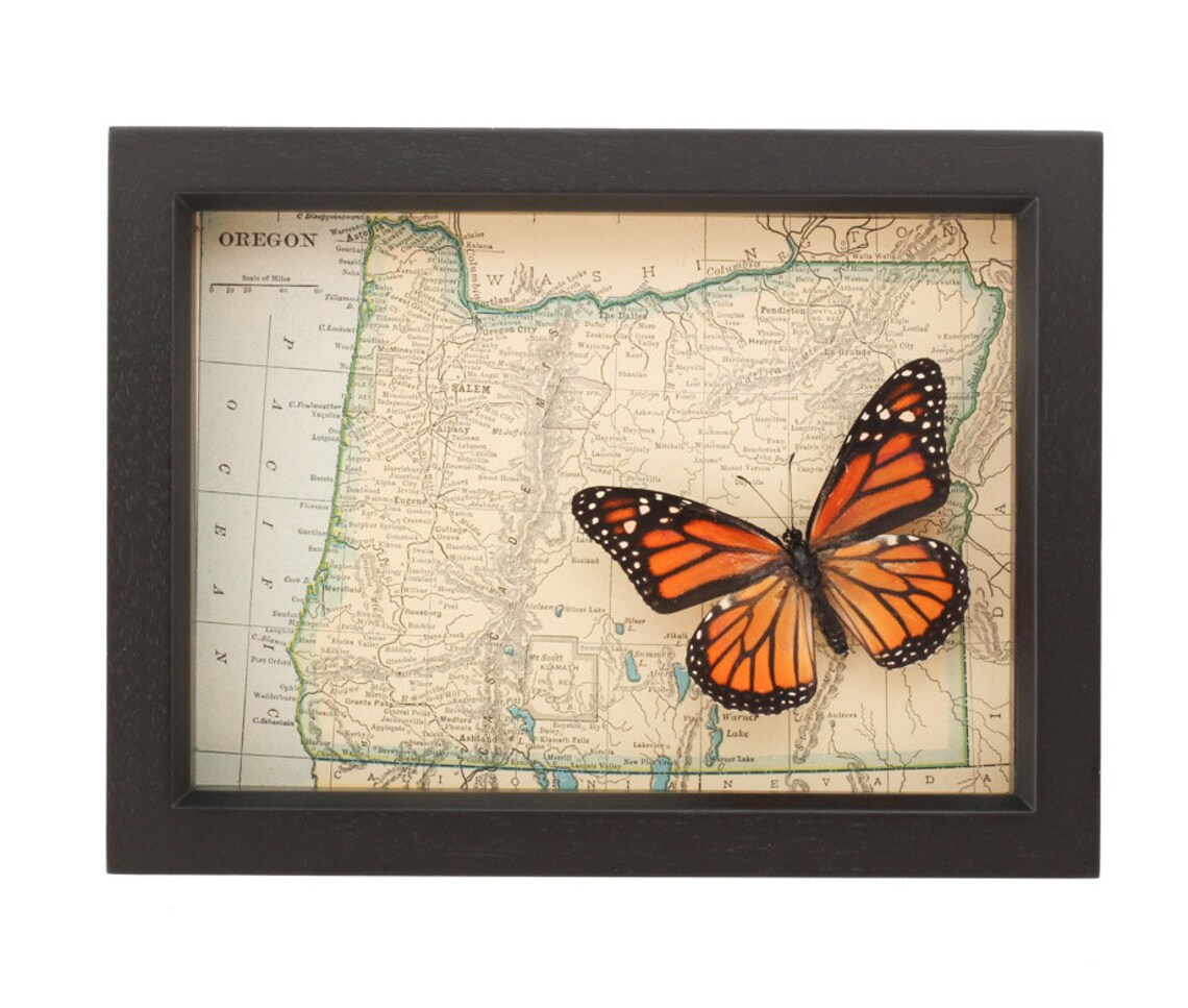 Antique Framed Map of Oregon State With Real Monarch Butterfly - Etsy