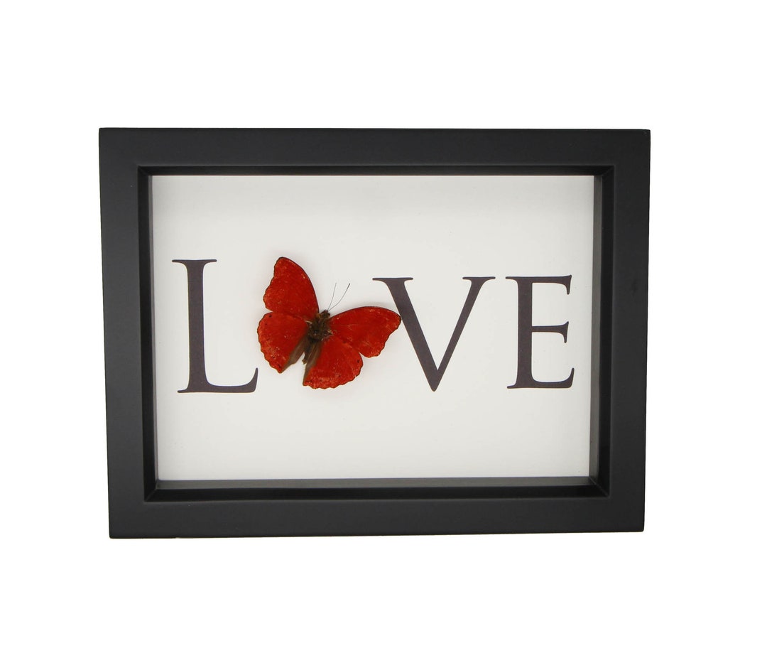 Real Framed Butterfly Design Love - Etsy