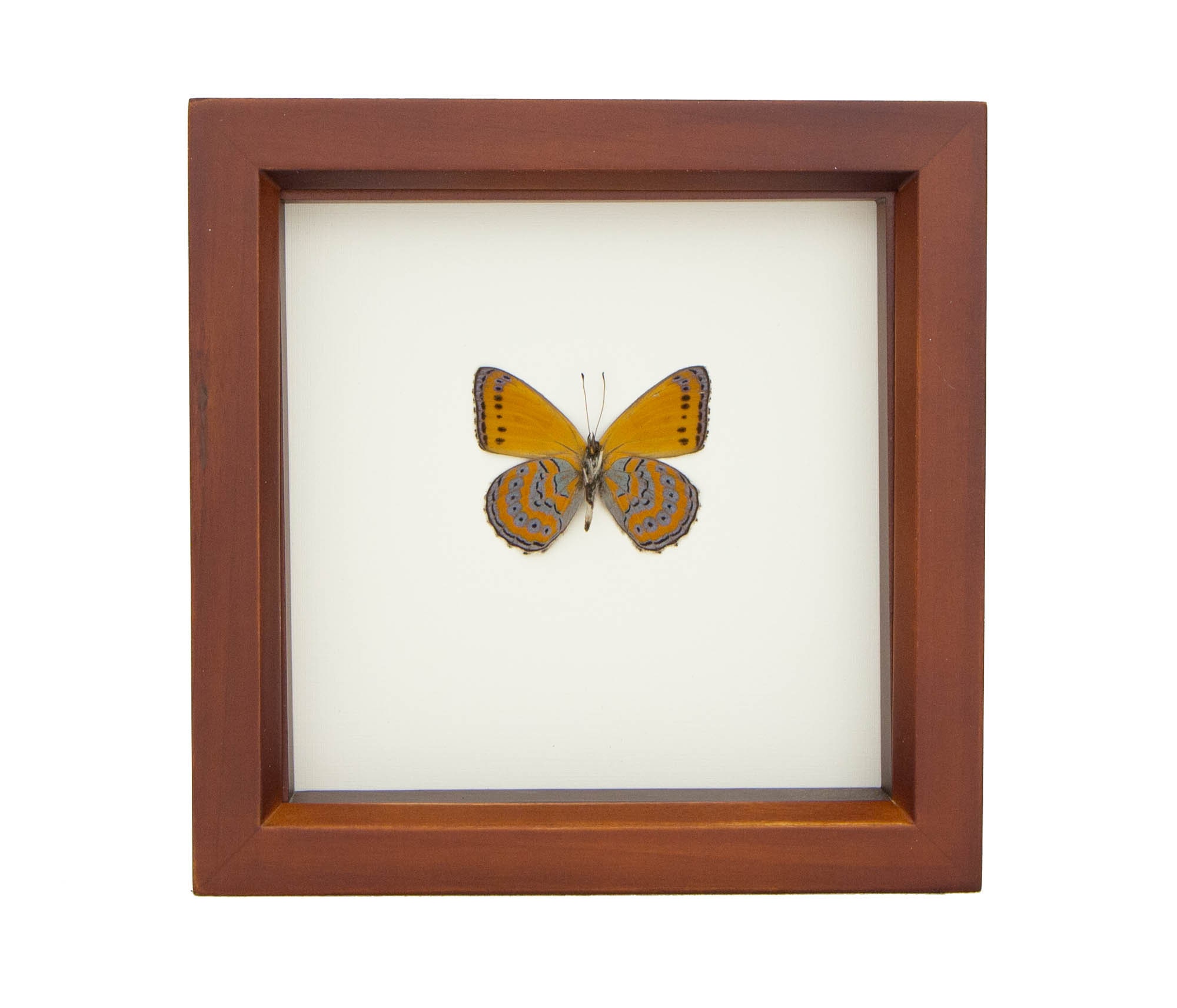 Real Framed Butterfly Display Meadow Wanderer Sallya Crenis | Etsy