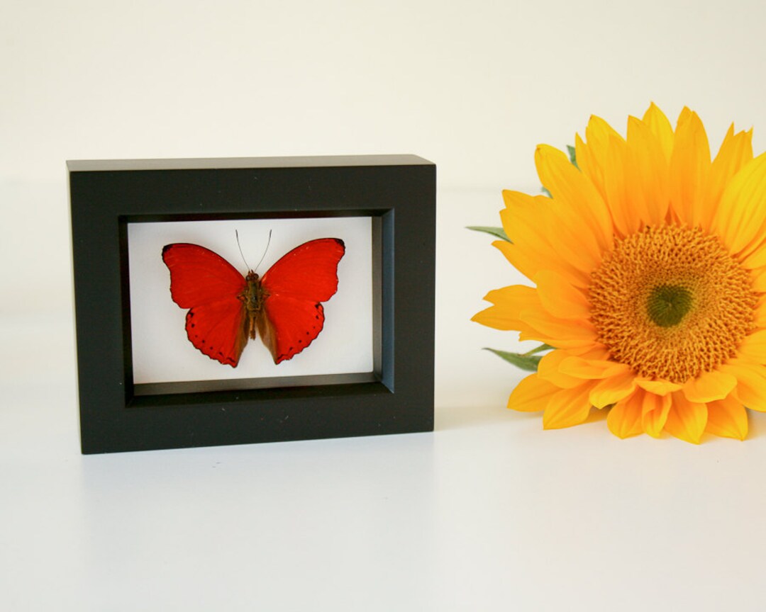 Real Red Framed Butterfly Valentine Gift Natural History 3.5x4.5 UV ...