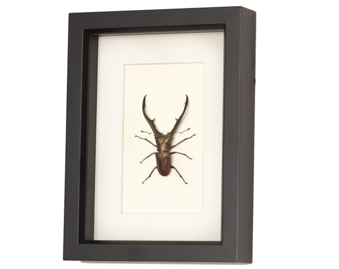Giant Stag Beetle Archival Mat Insect Display | Etsy