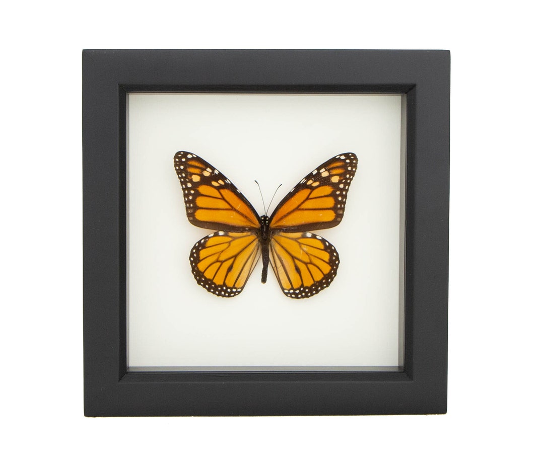 Real Framed Butterfly Monarch Butterfly Display 6x6 - Etsy