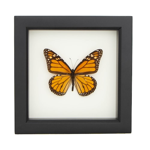 Real Framed Butterfly Monarch Butterfly Display 6x6 - Etsy