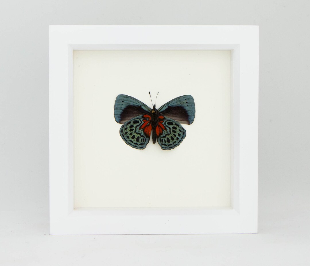 Framed Butterfly Callithea Optima Insect Display - Etsy
