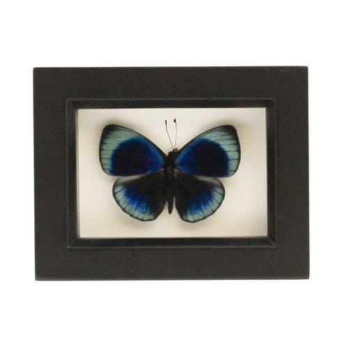 Framed Butterfly Art Charles Darwin Insect Display | Etsy