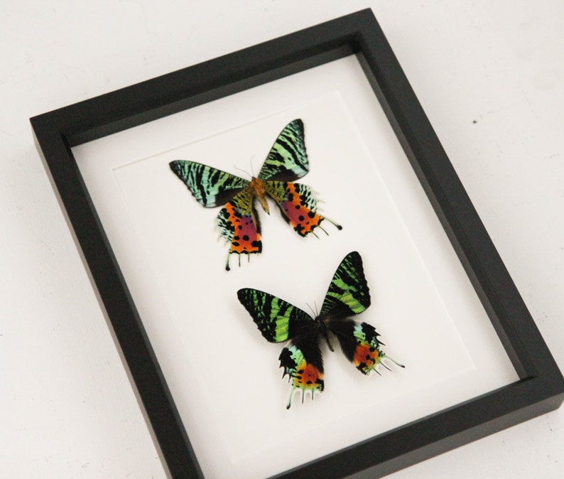 Real Framed Moth Collection Sunset Moth Display UV Glass - Etsy