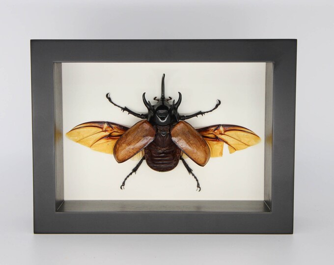 Framed Rhinoceros Beetle Taxidermy Display DISCOUNTED Torn - Etsy