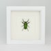 Real Framed Beetle Insect Display Archival Quality - Etsy