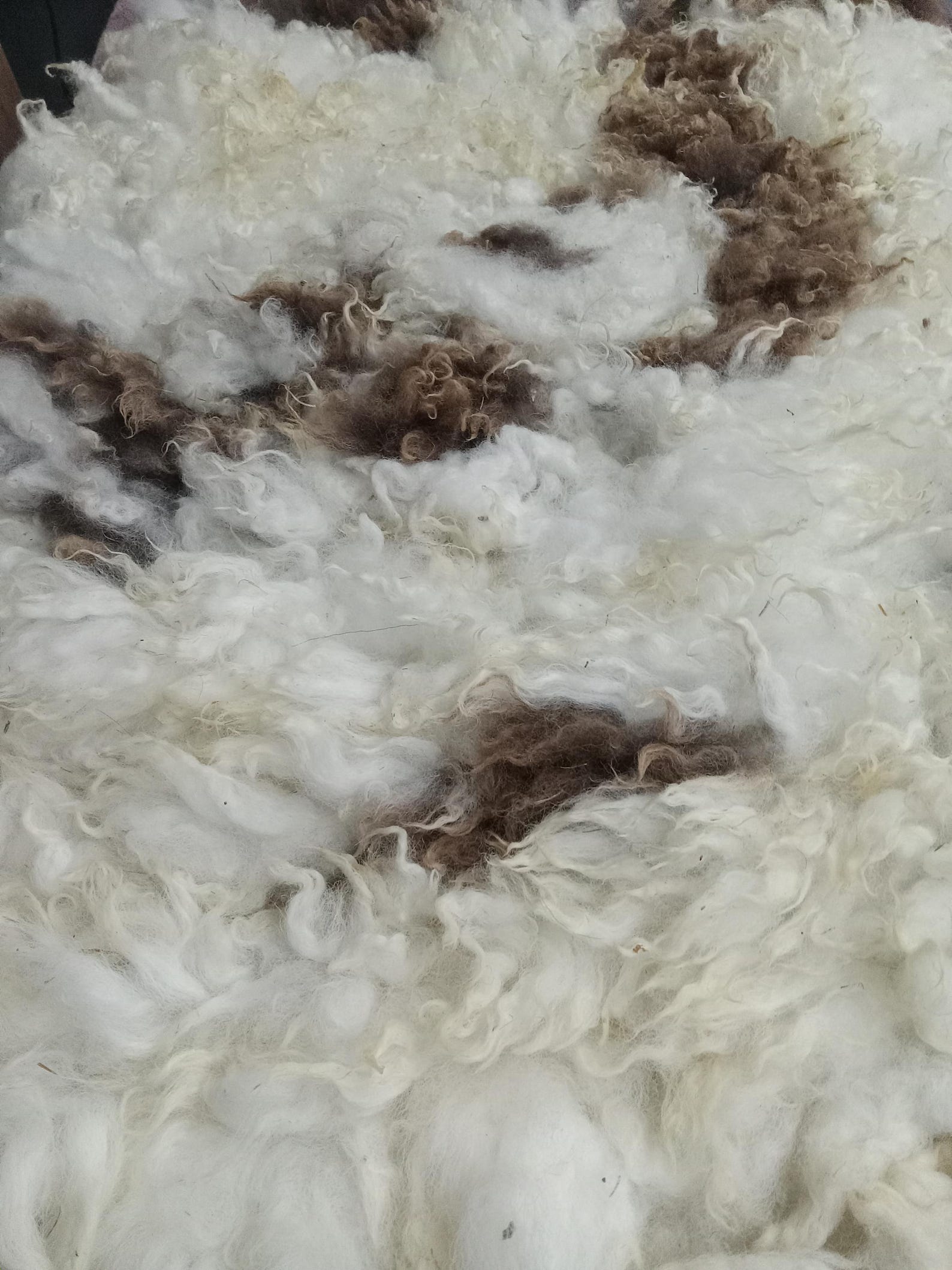 Jacob Fleece Rug/wall Art/couch Throw - Etsy