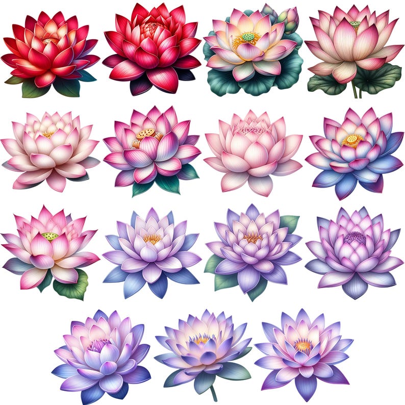 Lotus Flower Clipart Bundle 30 PNG High Quality Watercolor Vibrant ...