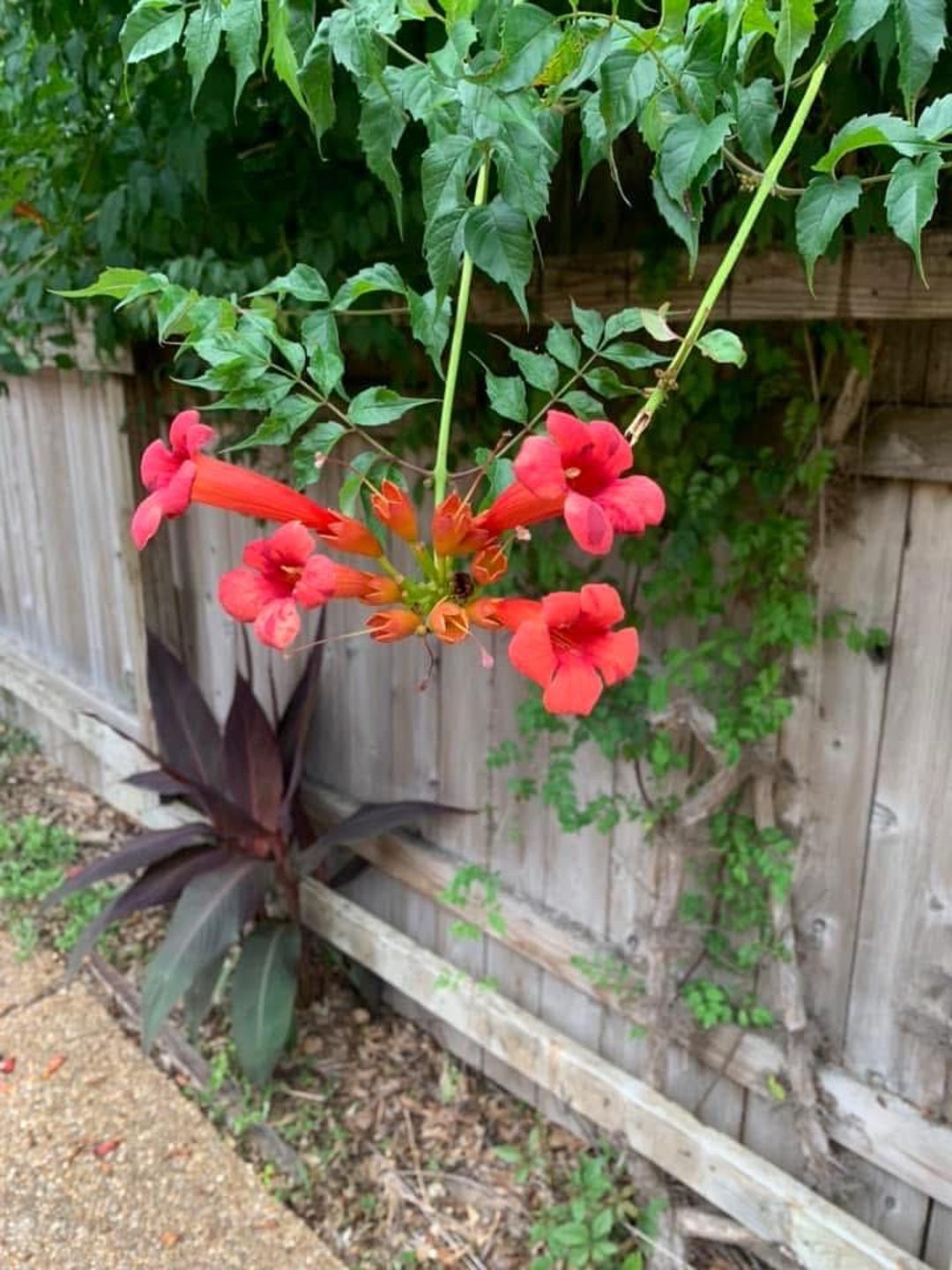 Trumpet Vine Seeds - Etsy