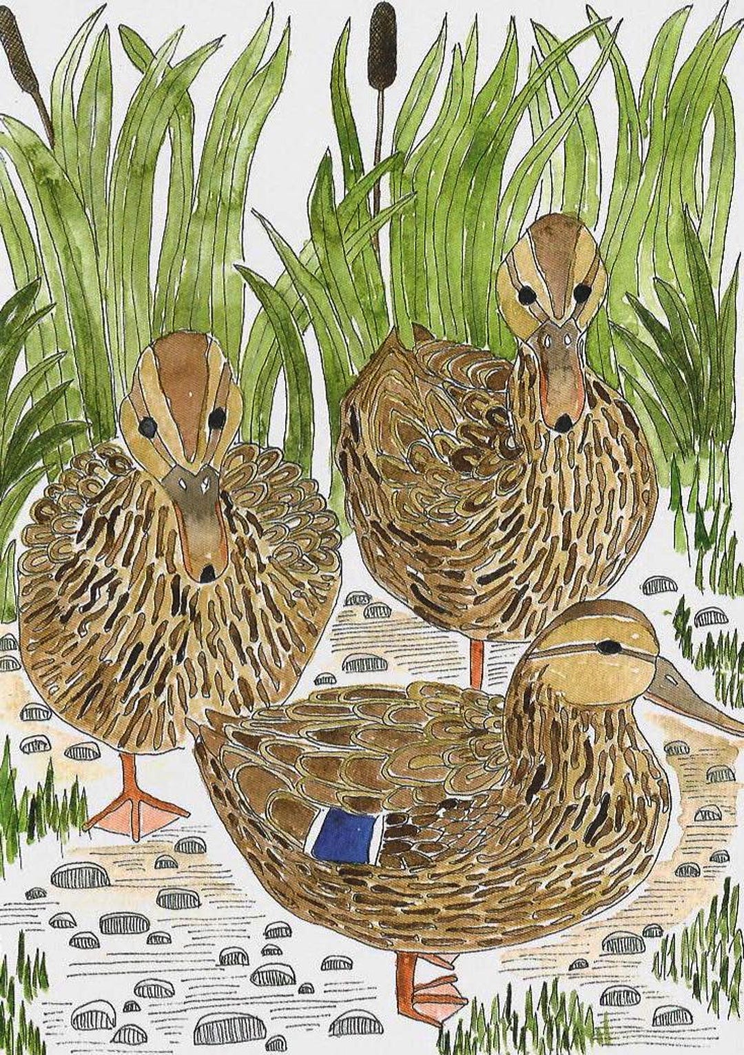 Mallard Duck Greeting Card | British Coastal & River Bird Art | Hand ...