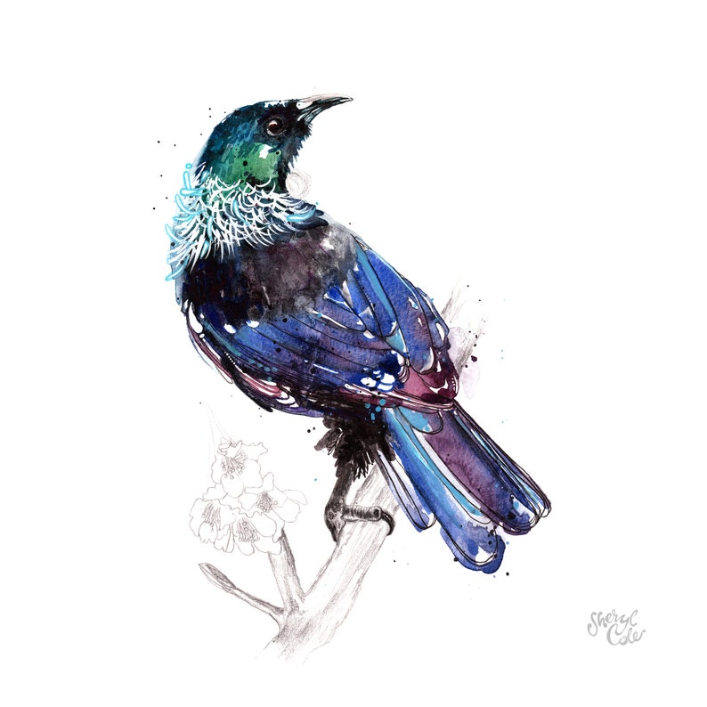 New Zealand Bird Tui Limited Edition Giclee Art Print - Etsy Australia