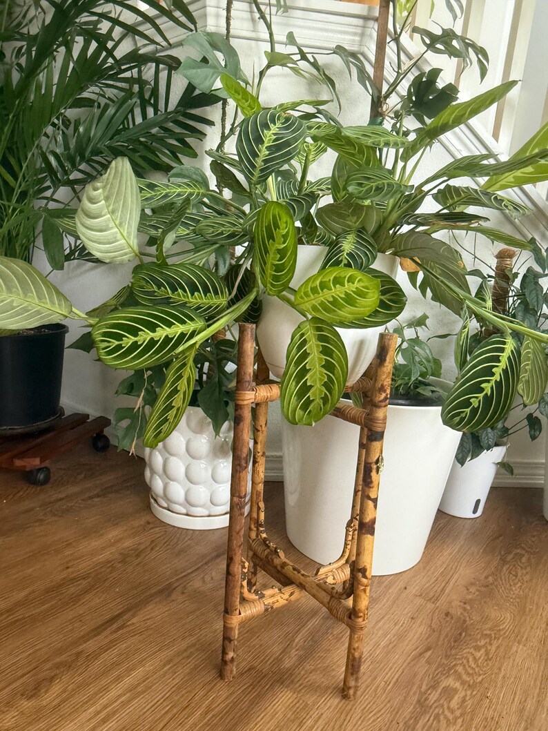 Bamboo & Rattan Plant Stand 18x9 Beautiful Natural Vintage From Late 80 ...