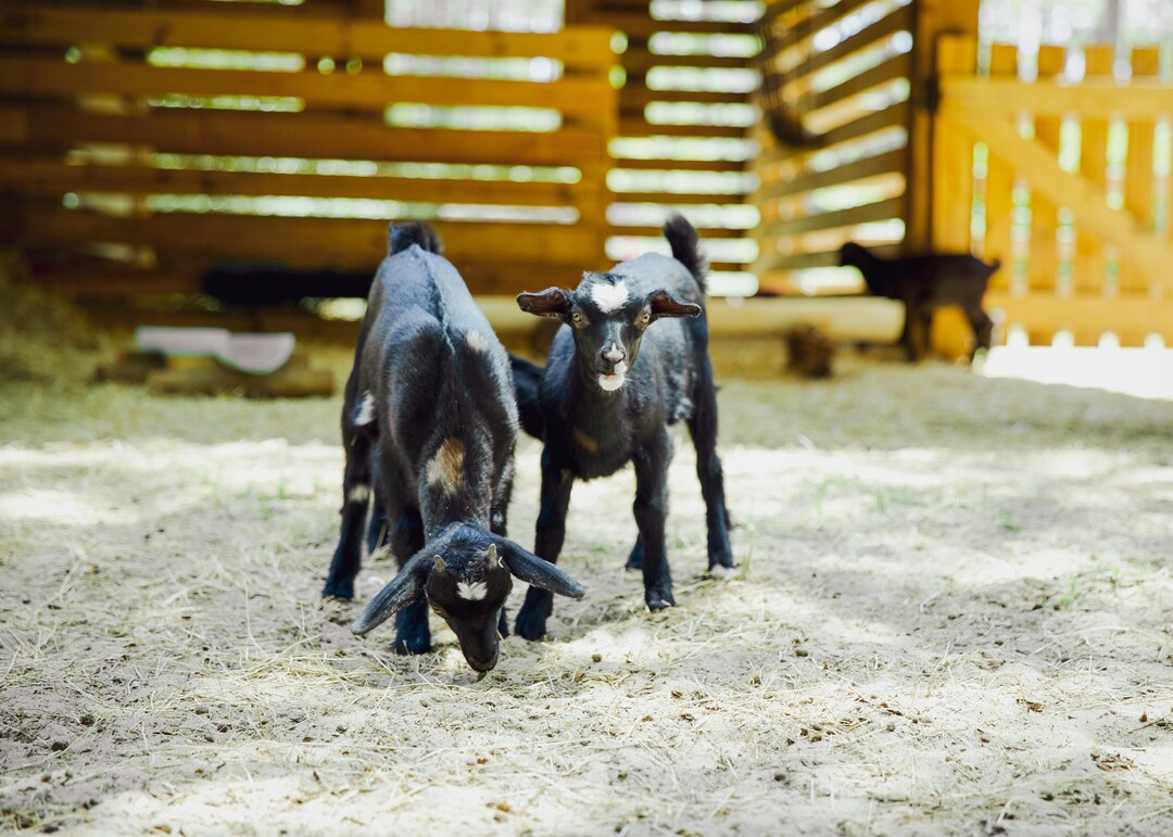 Trio Goats in Color Digital Images Set of 3 - Etsy