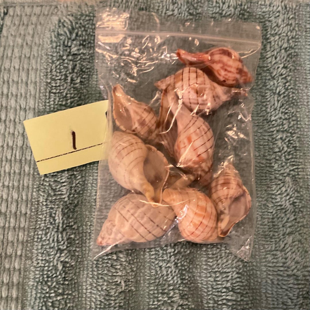 6 Banded Tulip Shells, Seashells Hand Picked From the Gulf of Florida ...