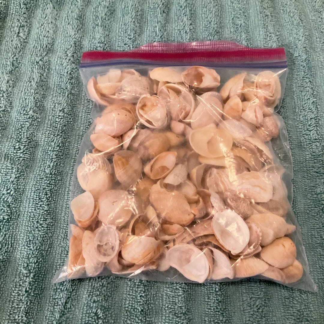 Slipper Shells Sandwich Baggie Full, Various Sizes and Shapes. Cleaned ...