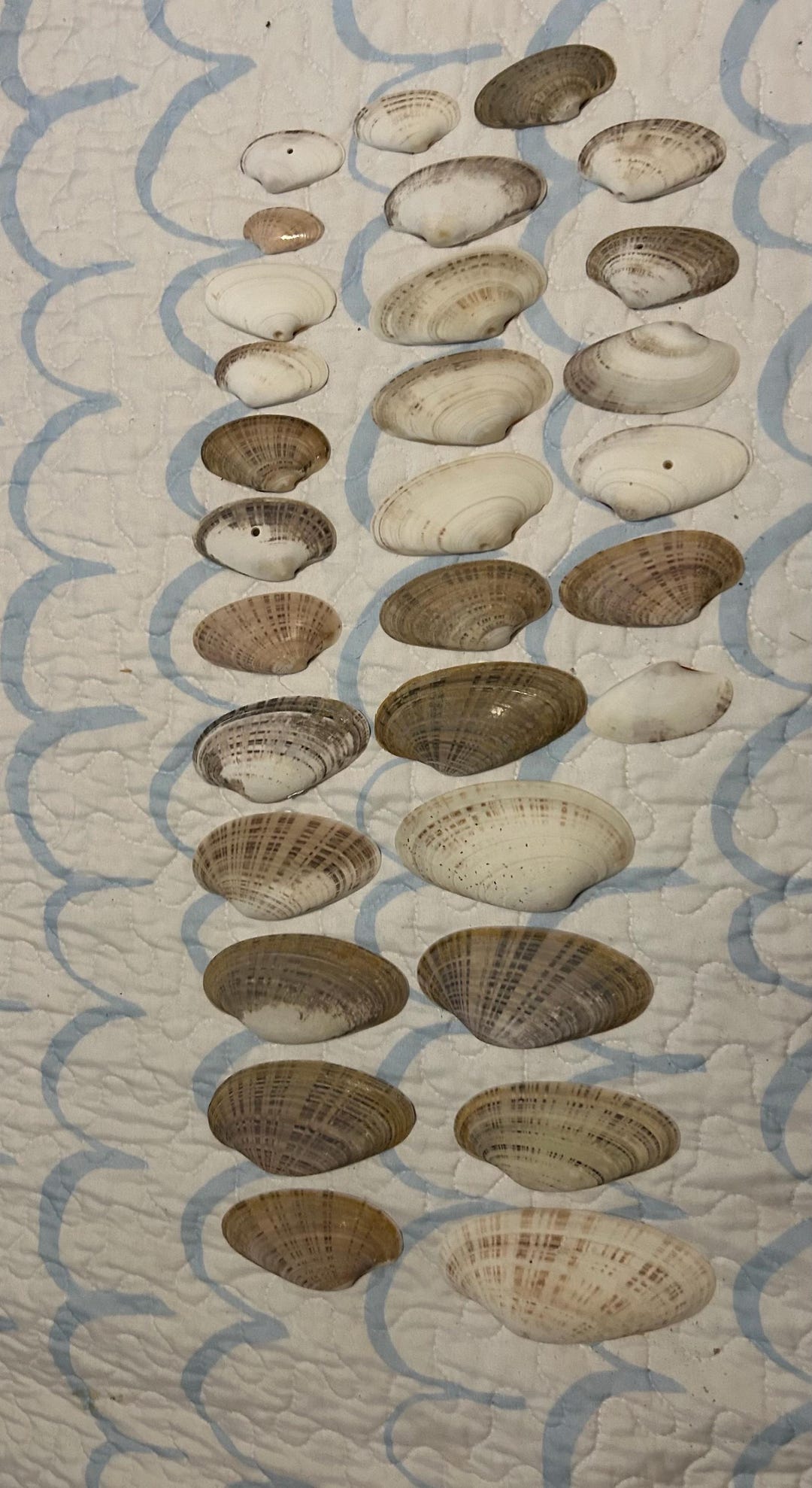 Sun Ray Venus Clams 30 Different Sizes and Colors Worn Great for Crafts ...