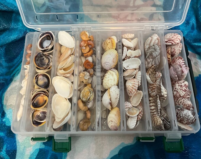 Double Sided Storage Case With Assorted Crafting Seashells, Natural ...