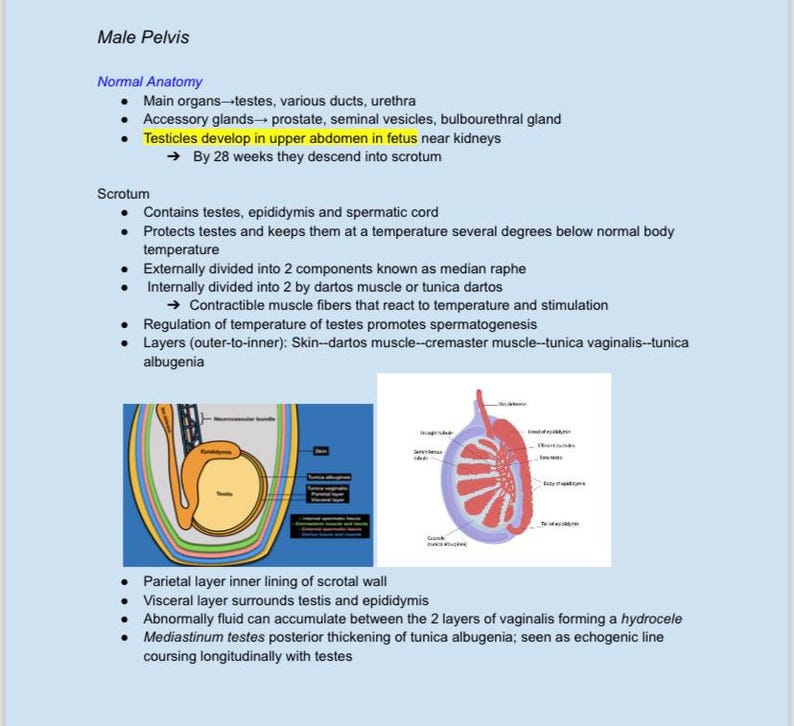 Scrotal Ultrasound Notes for Registry Exam, Instant Download - Etsy
