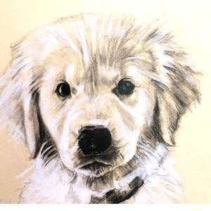DOG POTRAITS, CUSTOM Dog Drawings, Hand Drawn and Painted Samples - Etsy