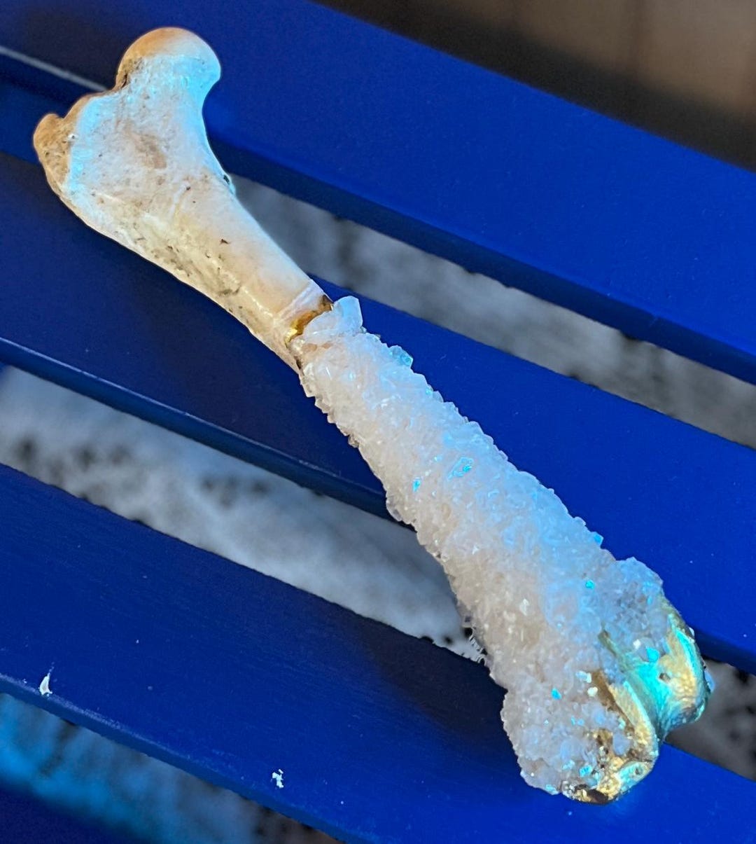 Crystallized Animal Bone - Etsy