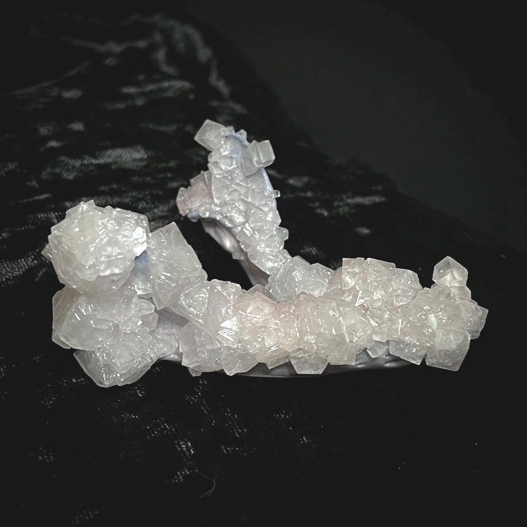 Authentic Crystallized Raccoon Jaw Bone - Etsy