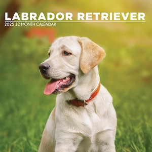2025 Labrador Retriever Puppy Calendar - Etsy
