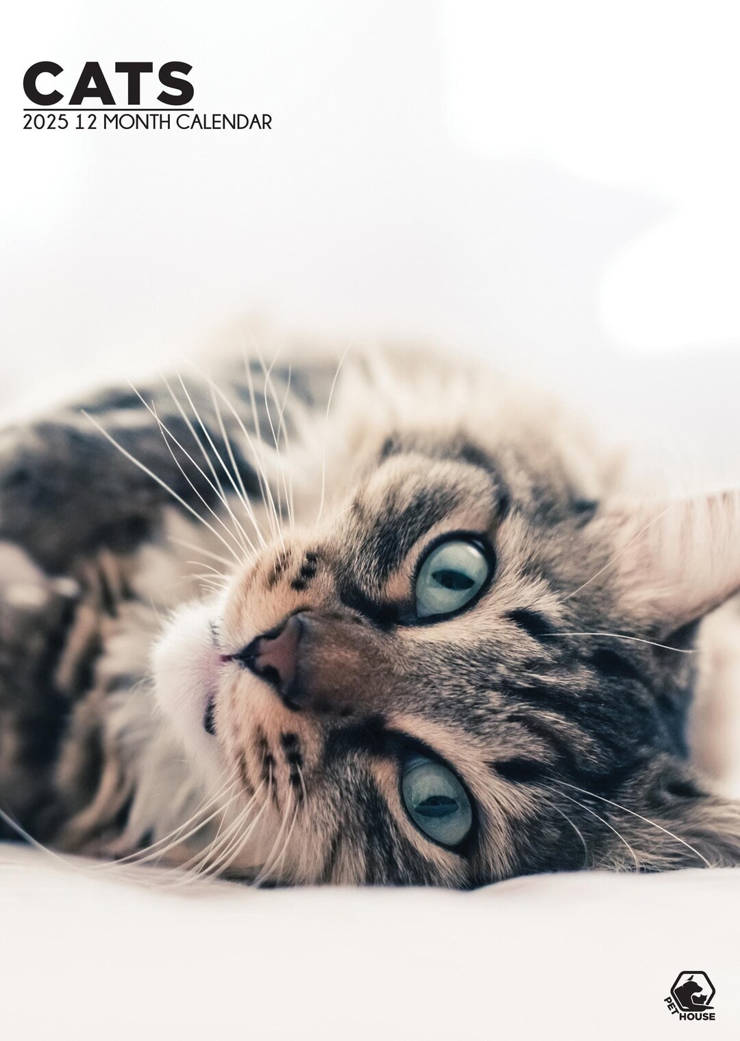 Cats 2025 Calendar - Etsy