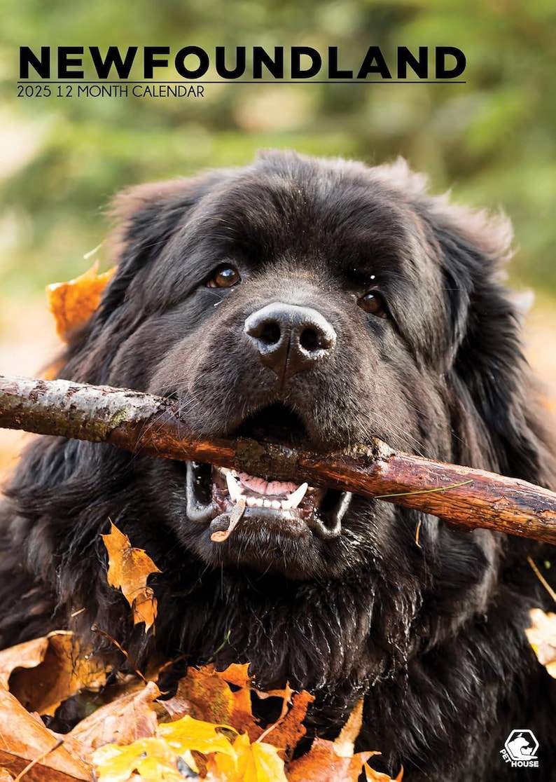 Newfoundland 2025 Calendar - Etsy