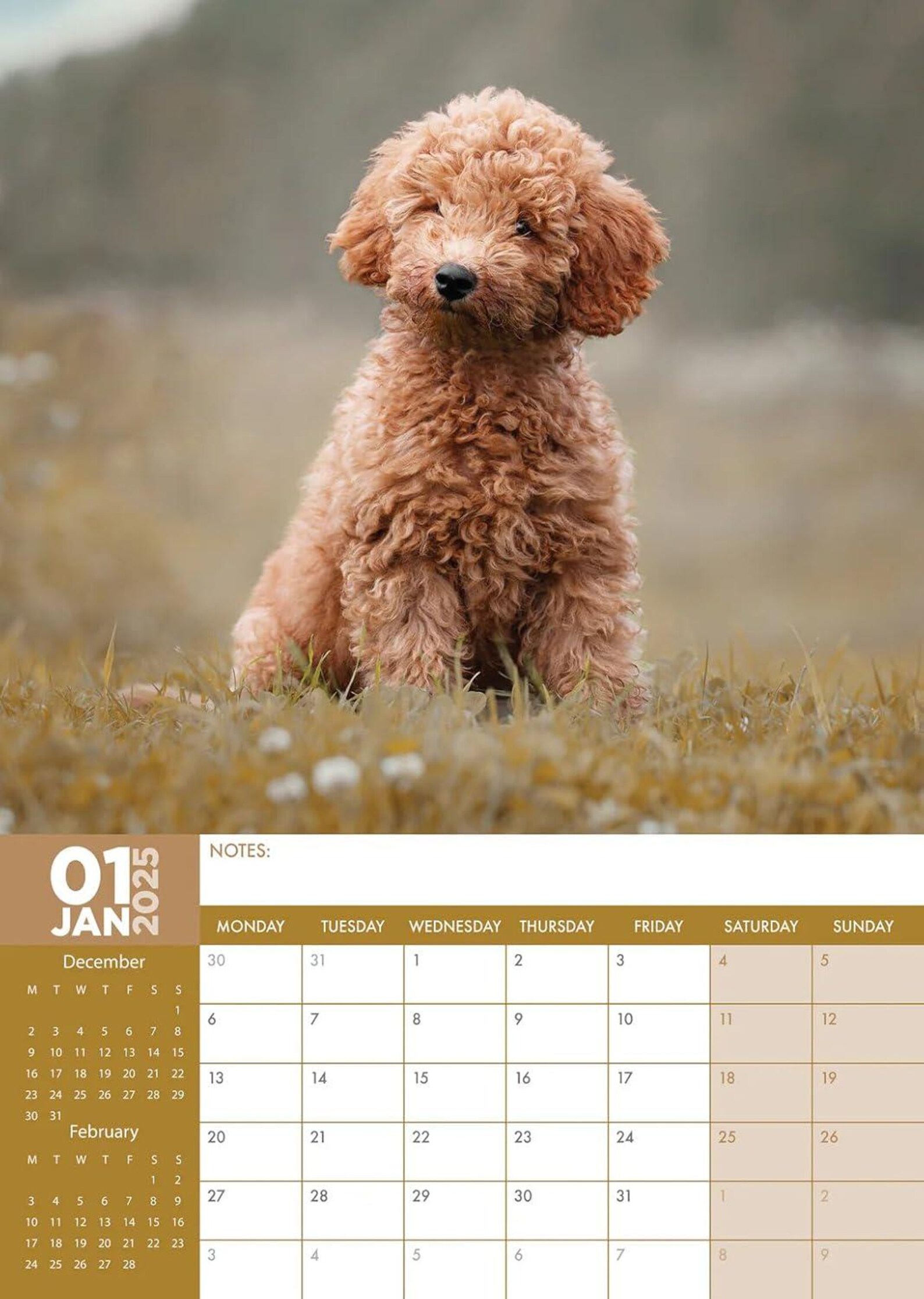 Labradoodle 2025 Calendar - Etsy