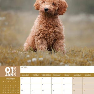 Labradoodle 2025 Calendar - Etsy