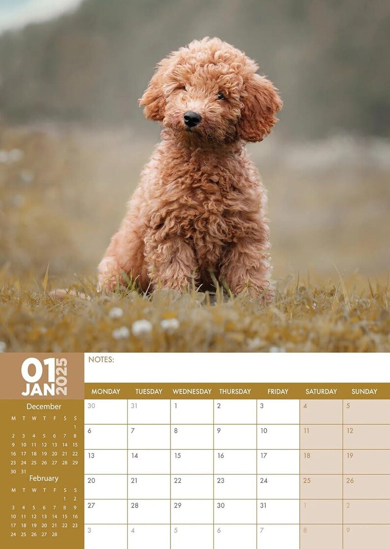Labradoodle 2025 Calendar - Etsy