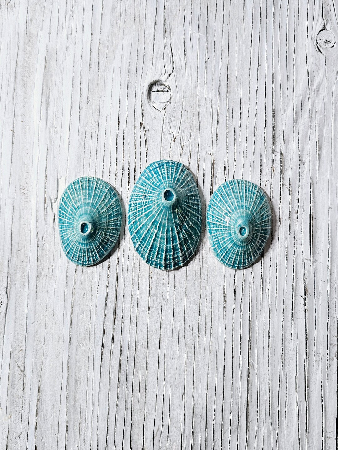 Mosaic Tile Set, Limpets, 3 Pieces, Beachy Home Decor, Handmade, Ocean ...