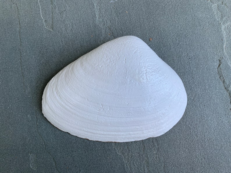 Jumbo Gold Rimmed Sweet Shabby Chic Rose Floral Decoupage Clamshell ...