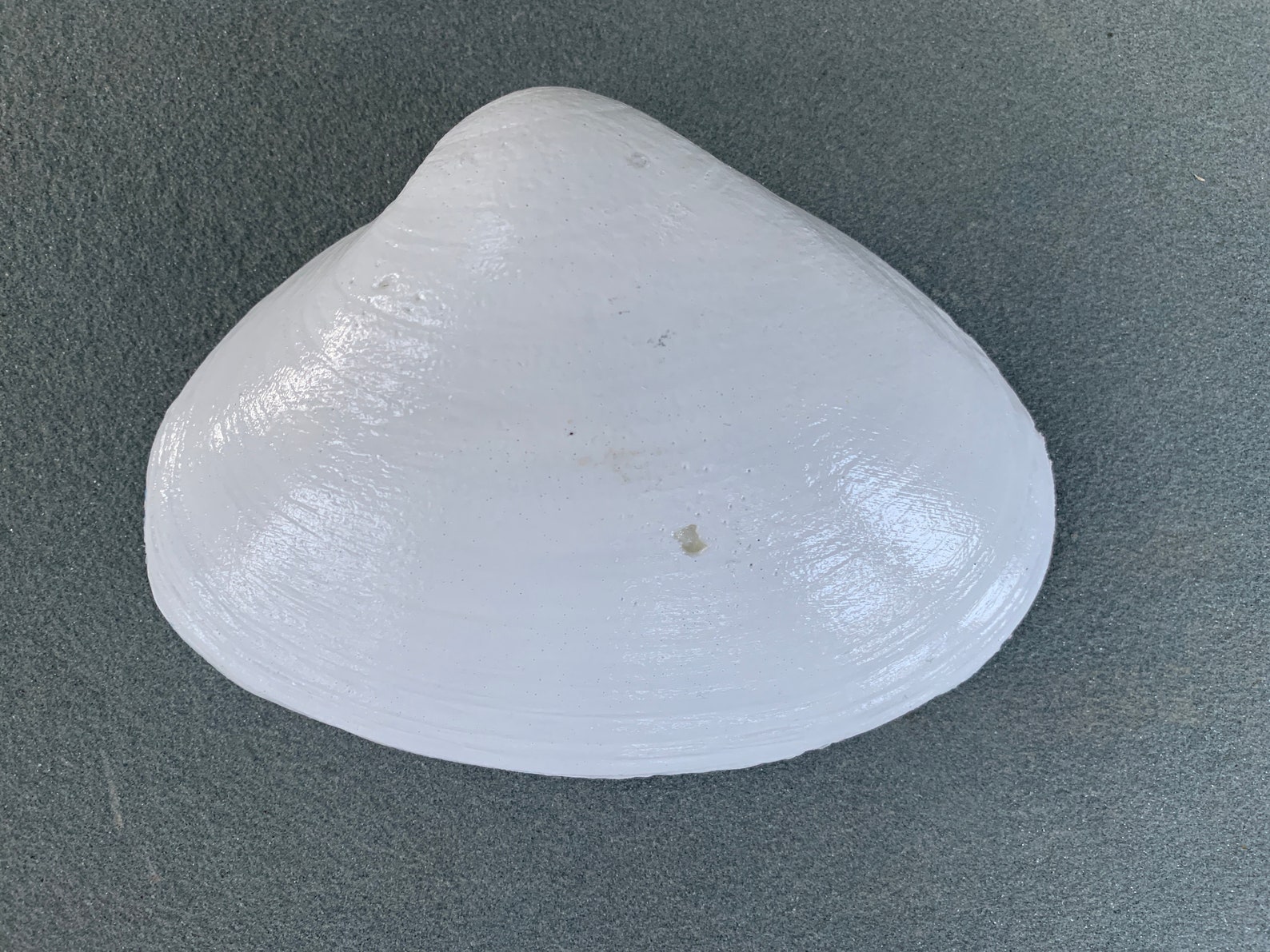 Large Gold Rimmed Pastel Whale Decoupage Preppy Nantucket Clamshell ...