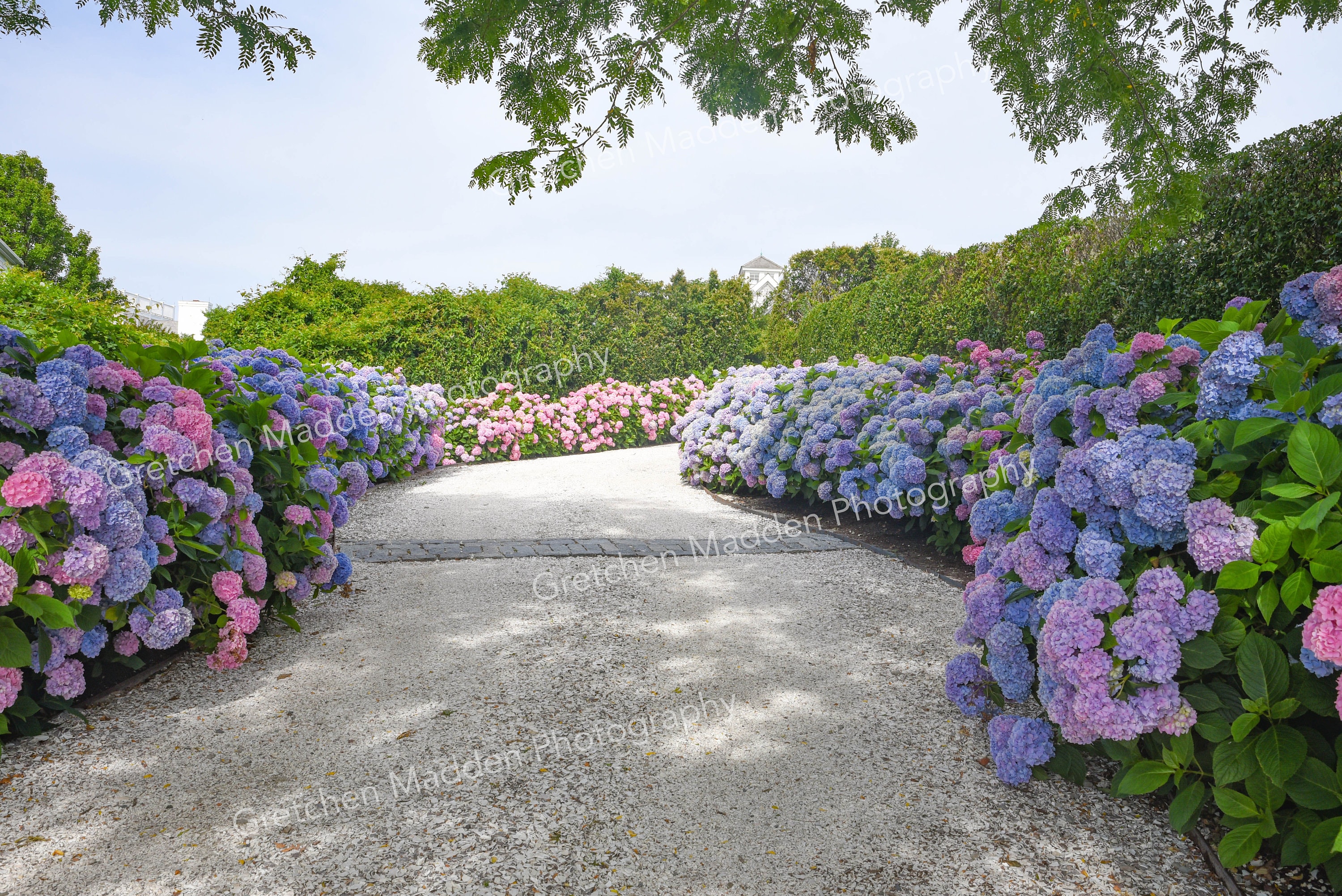 Digital Download - Nantucket Island Photo Photography - Hydrangea ...