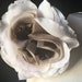 Blush, Beige & Brown Silk Rose for Bridal, Sashes, Hats, Corsages - Etsy