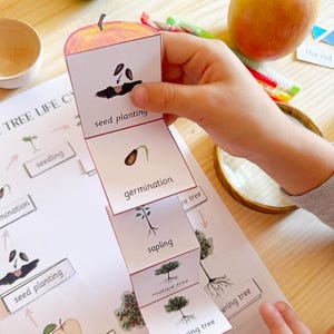 Apples Unit Study Pack | Kids Learning Activities (digital Download) - Etsy