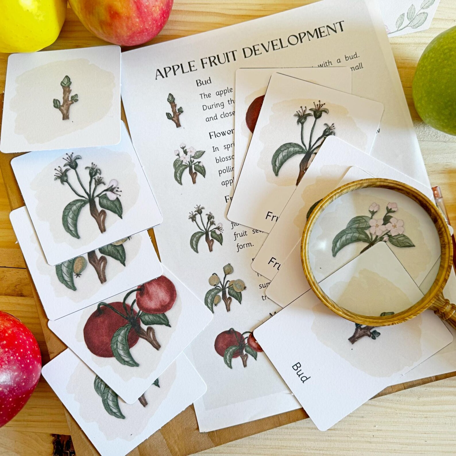 Apples Unit Study Pack | Kids Learning Activities (digital Download) - Etsy