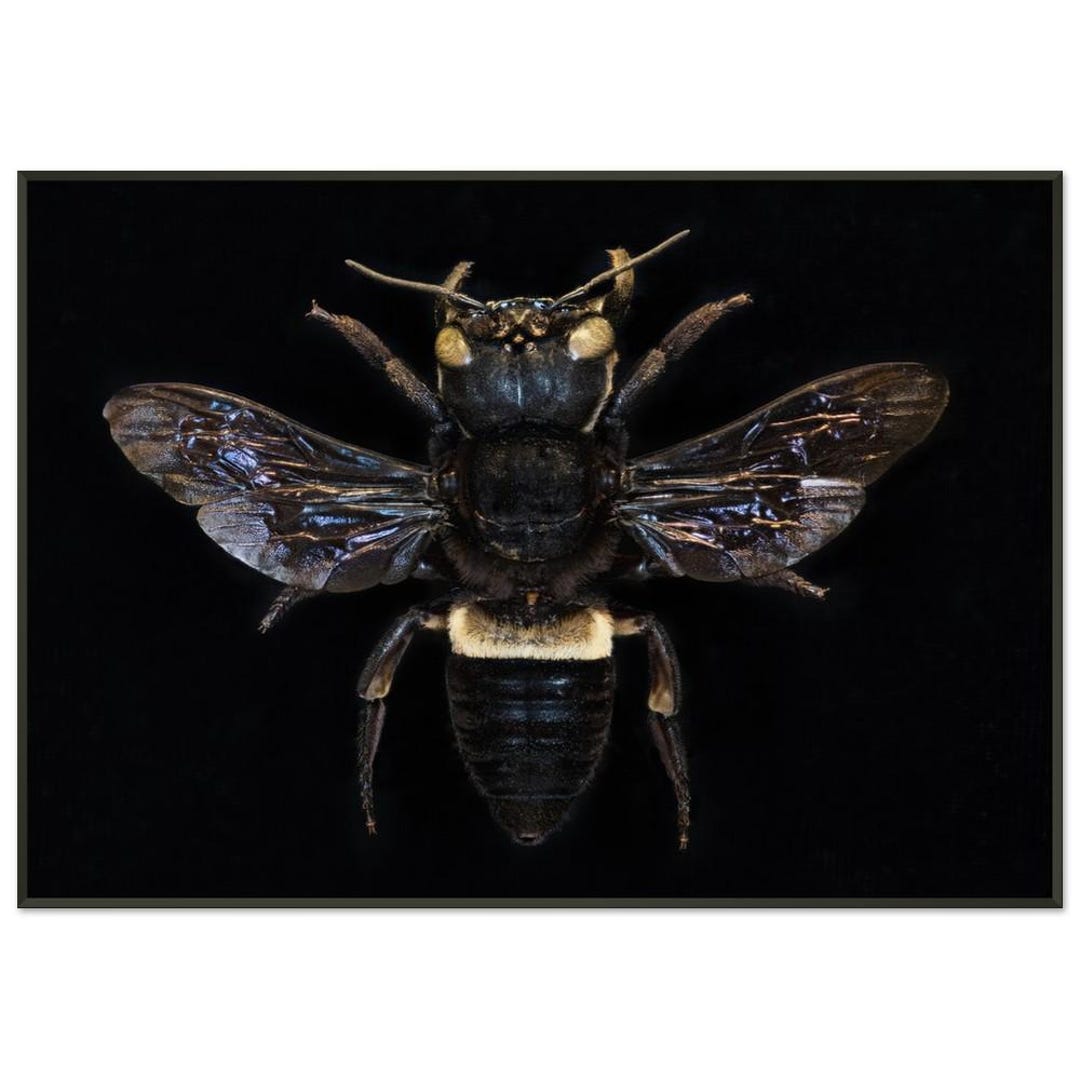 Wallace's Giant Resin Bee Megachile Pluto format: Metal Framed Poster ...