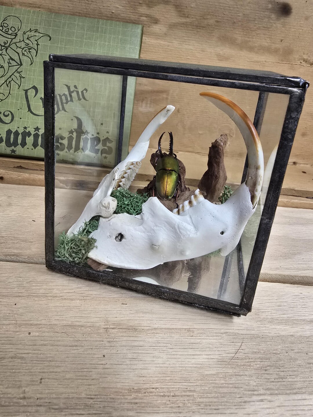 Beaver Jaws & Sawtooth Stag Beetle - Etsy